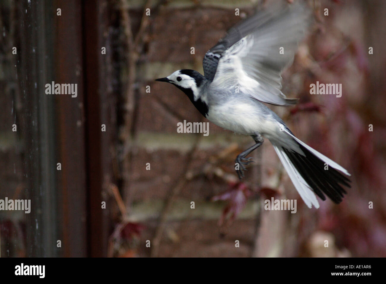Pied wagtail flying hi-res stock photography and images - Alamy