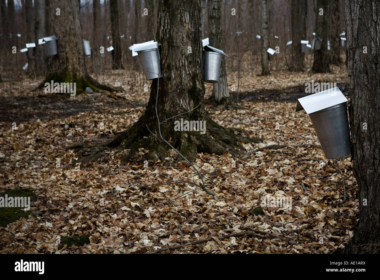 Maple syrup farm in quebec hi-res stock photography and images - Alamy