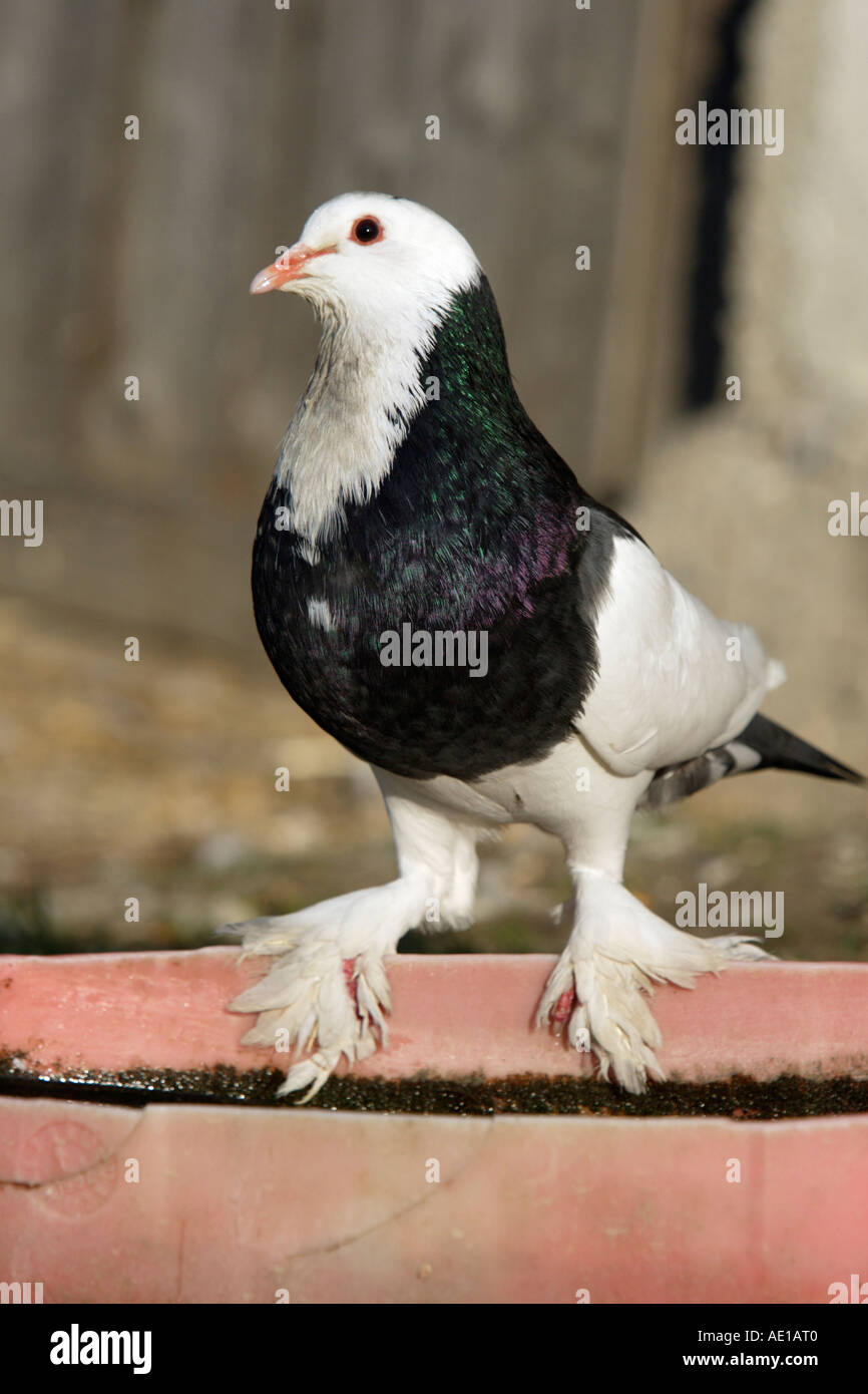 Pouter pigeon hi-res stock photography and images - Alamy