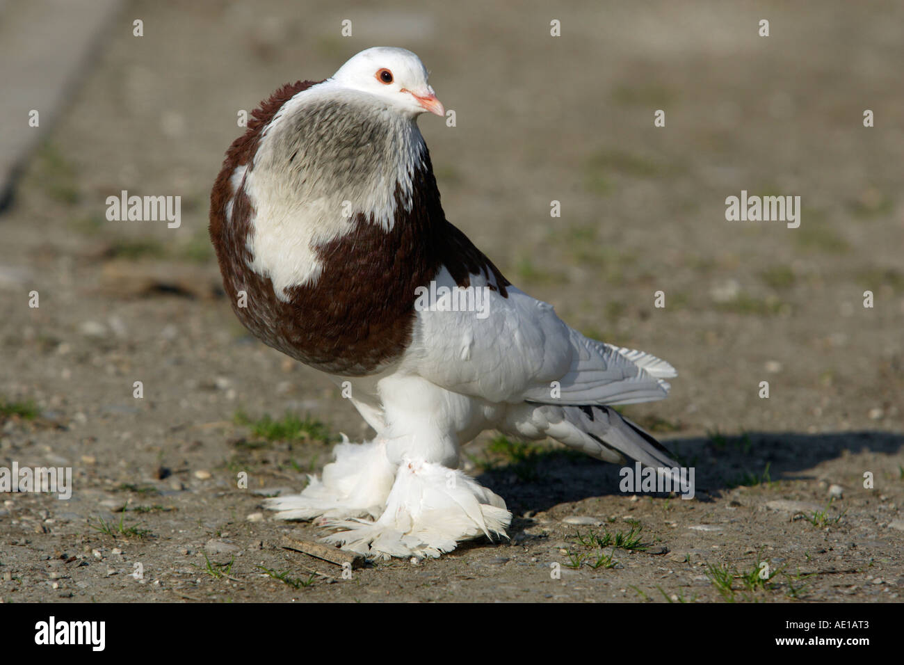 Chest Puffed High Resolution Stock Photography and Images - Alamy