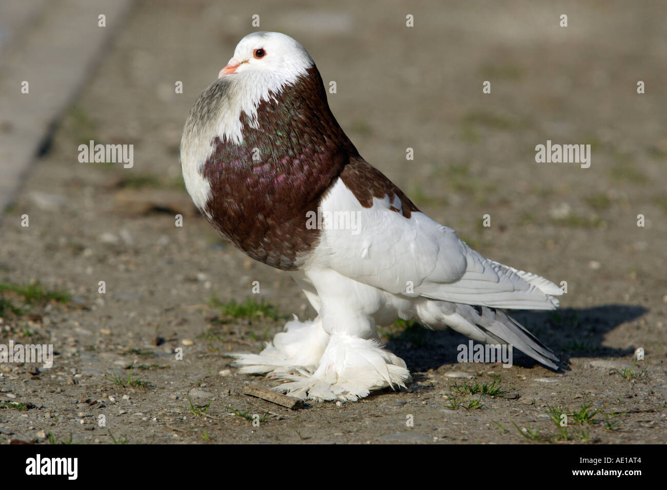 Pouter pigeon hi-res stock photography and images - Alamy