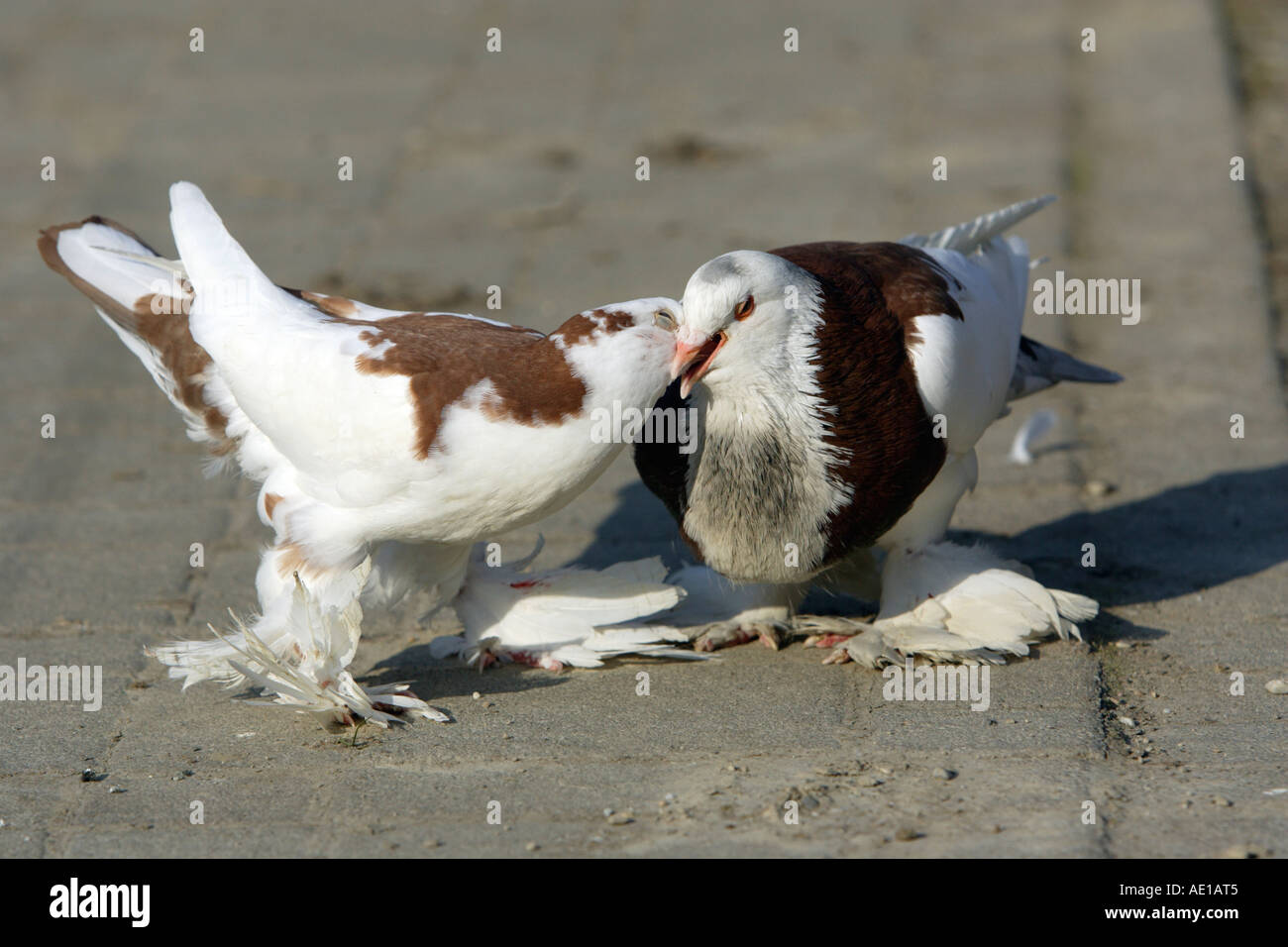 Chest puffed out hi-res stock photography and images - Alamy