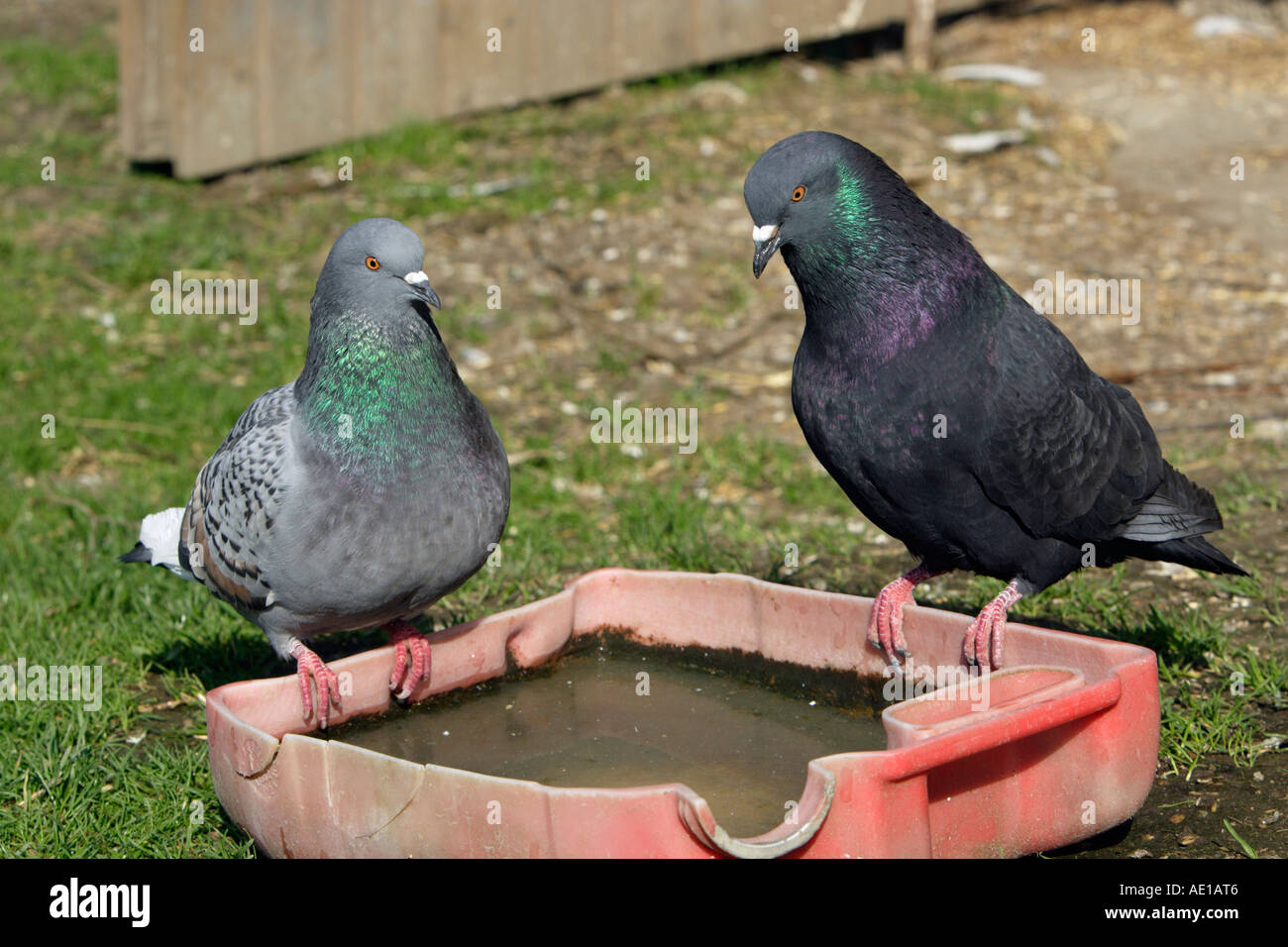 Tame pigeon hi-res stock photography and images - Alamy