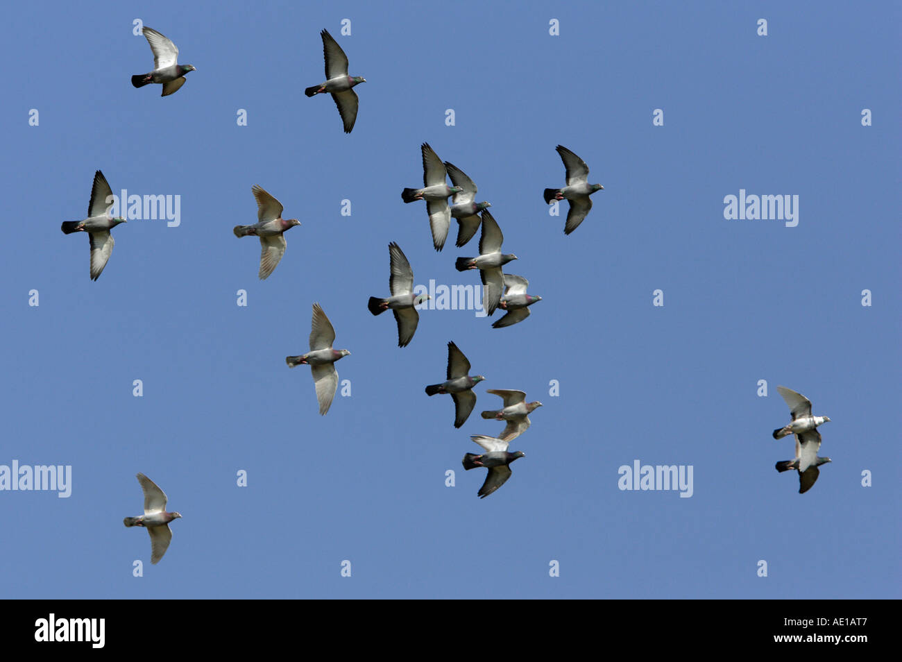 Pigeon flying competition pigeon flying hi-res stock photography and ...