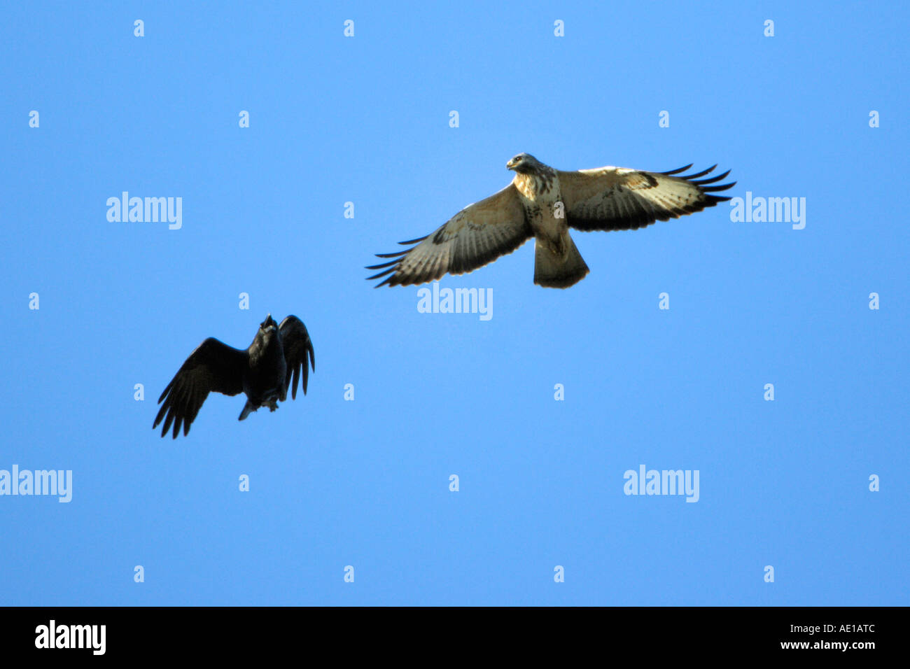 Corvus corax species hi-res stock photography and images - Alamy