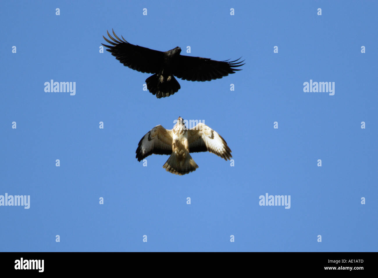 Corvus corax species hi-res stock photography and images - Alamy