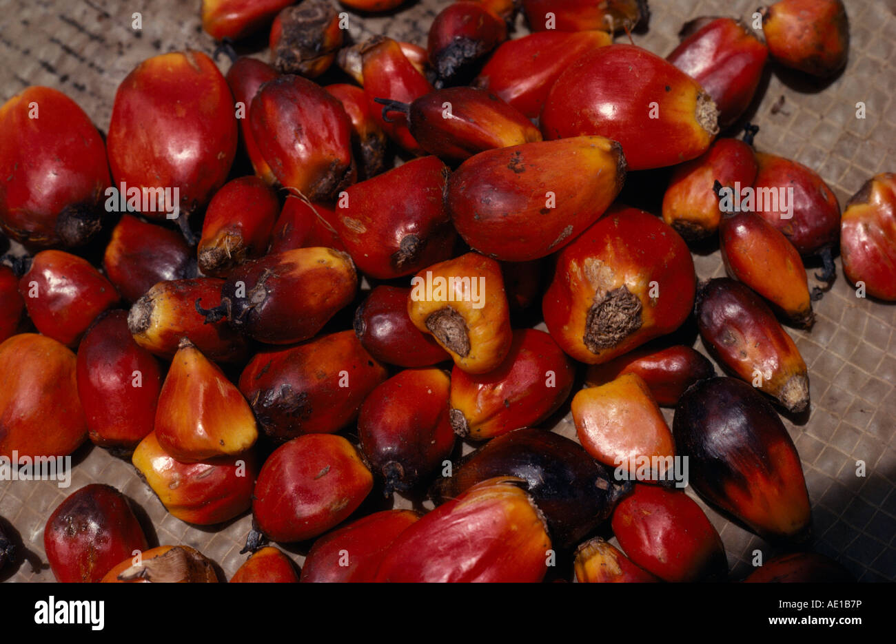 GABON Central Africa Agriculture Close up of date oil palm fruit Elaeis ...
