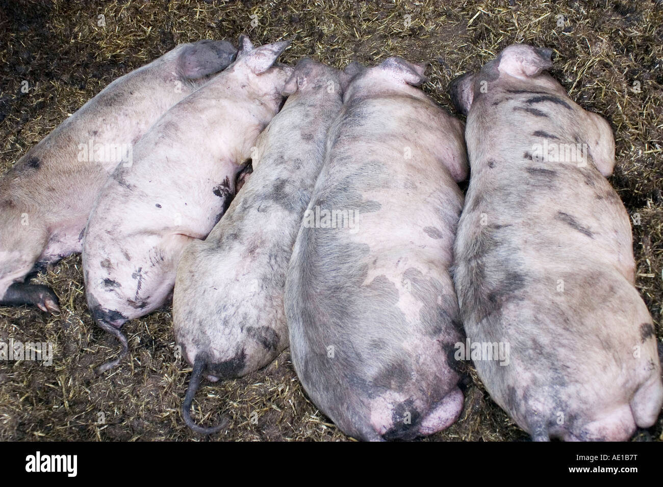 Five pigs sleeping on hay in a barn in Cheshire England UK Stock Photo ...