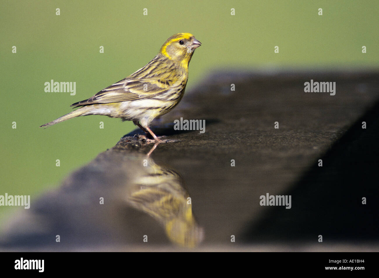 Serin finch hi-res stock photography and images - Alamy