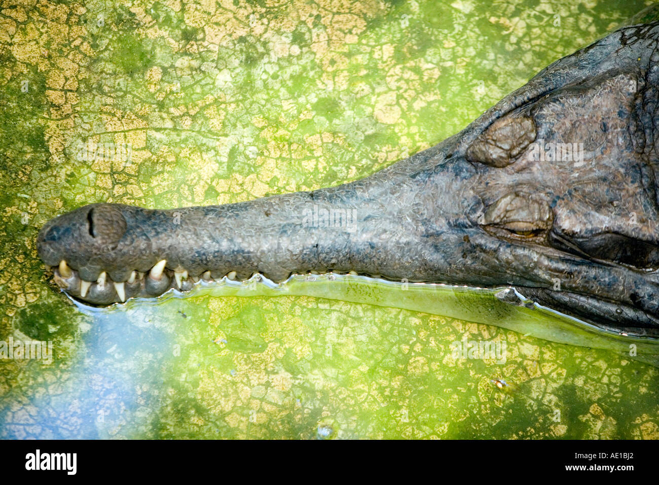 Ganges gavial hi-res stock photography and images - Alamy