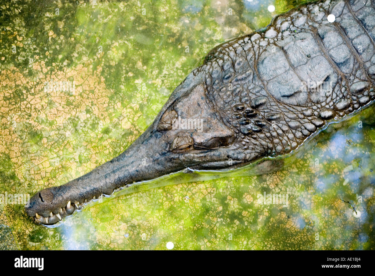 Ganges gavial hi-res stock photography and images - Alamy