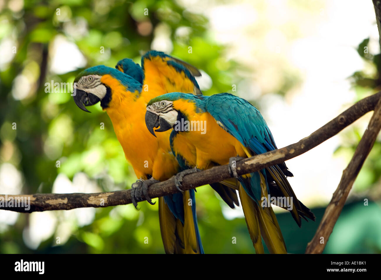 Parrot zoo chiang mai thailand hi-res stock photography and images - Alamy