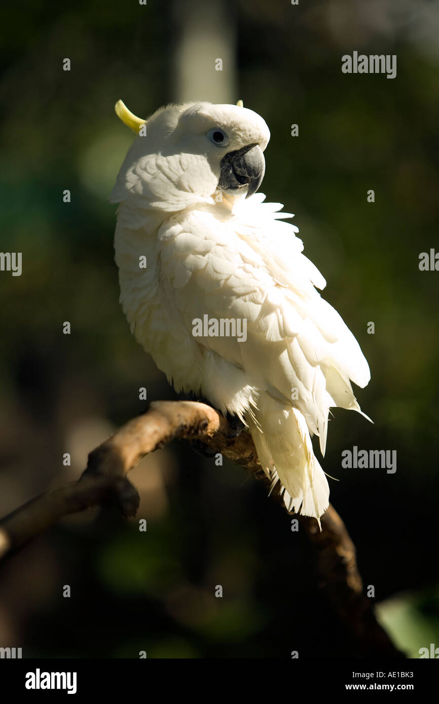 Parrot zoo chiang mai thailand hi-res stock photography and images - Alamy