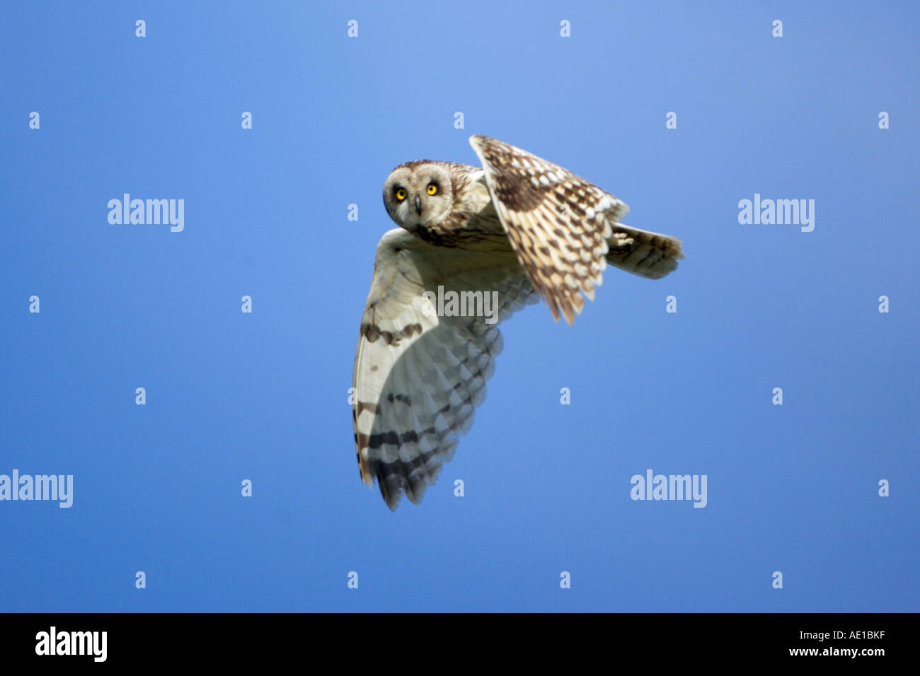 Short Eared Owl Asio flammeus Stock Photo - Alamy