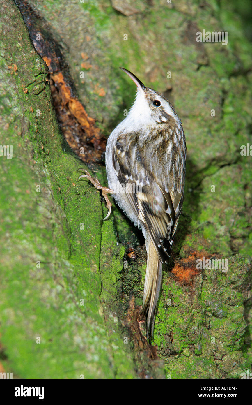 Short Toed Treecreeper Certhia brachydactyla Stock Photo - Alamy