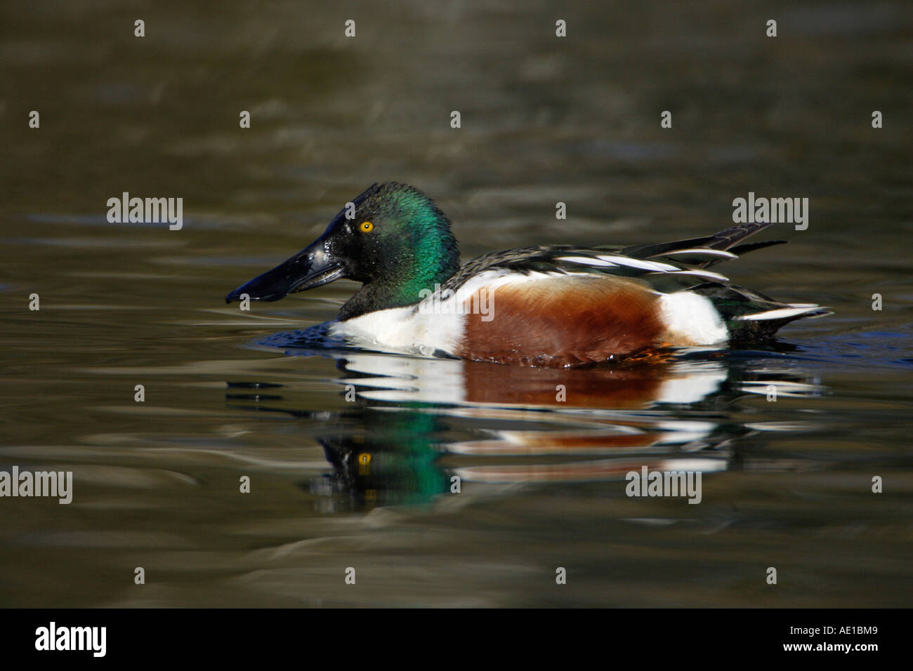 Shovel shape bill hi-res stock photography and images - Alamy
