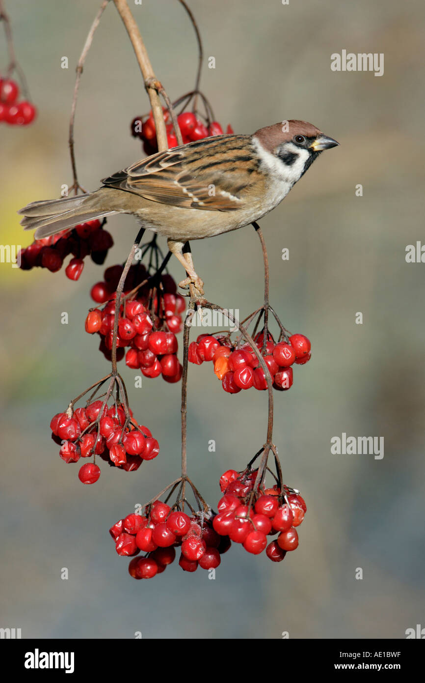Red sparrow hi-res stock photography and images - Alamy