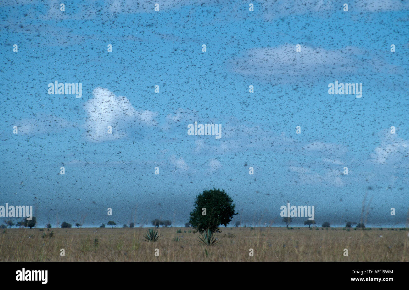MADAGASCAR East Africa Insects Swarm of Locusts in flight across crops ...