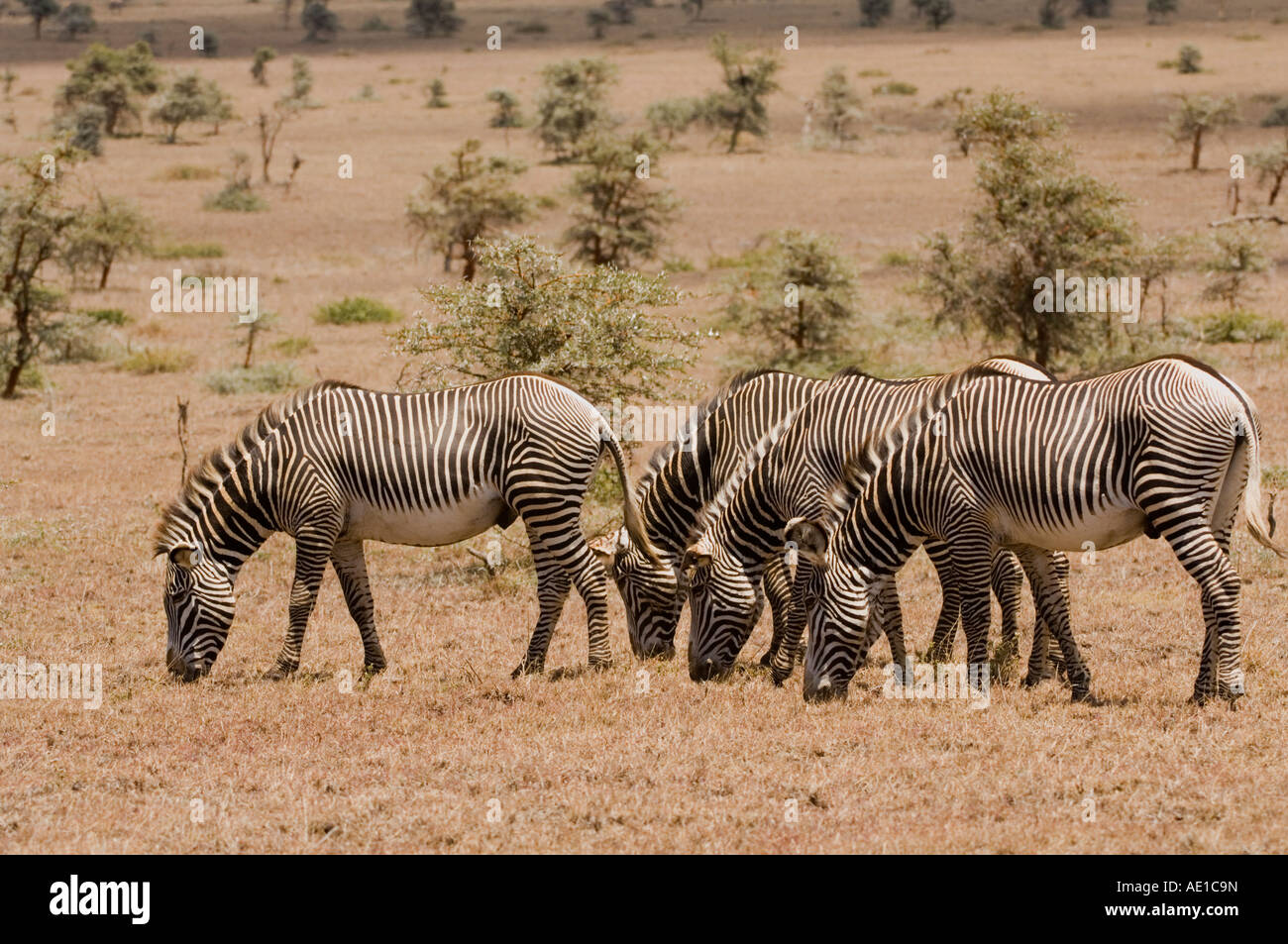 Grevy's zebra (Equus grevyi Stock Photo - Alamy