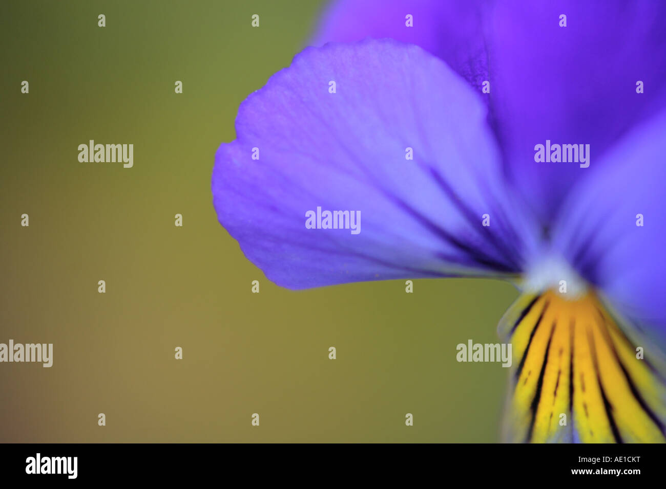 violet rebel blue and yellow viola Stock Photo - Alamy