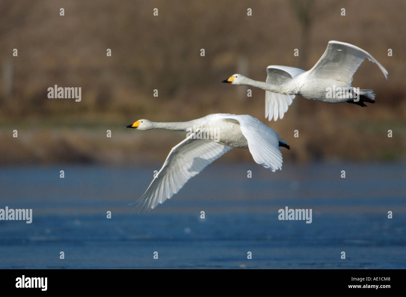 Pair whooper swans flying hi-res stock photography and images - Alamy
