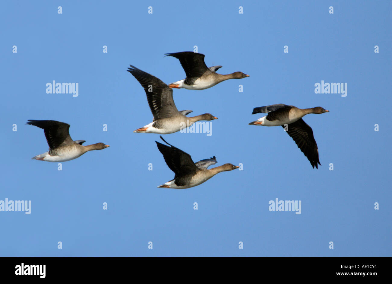 Bean goose anser fabalis flock flying hi-res stock photography and ...