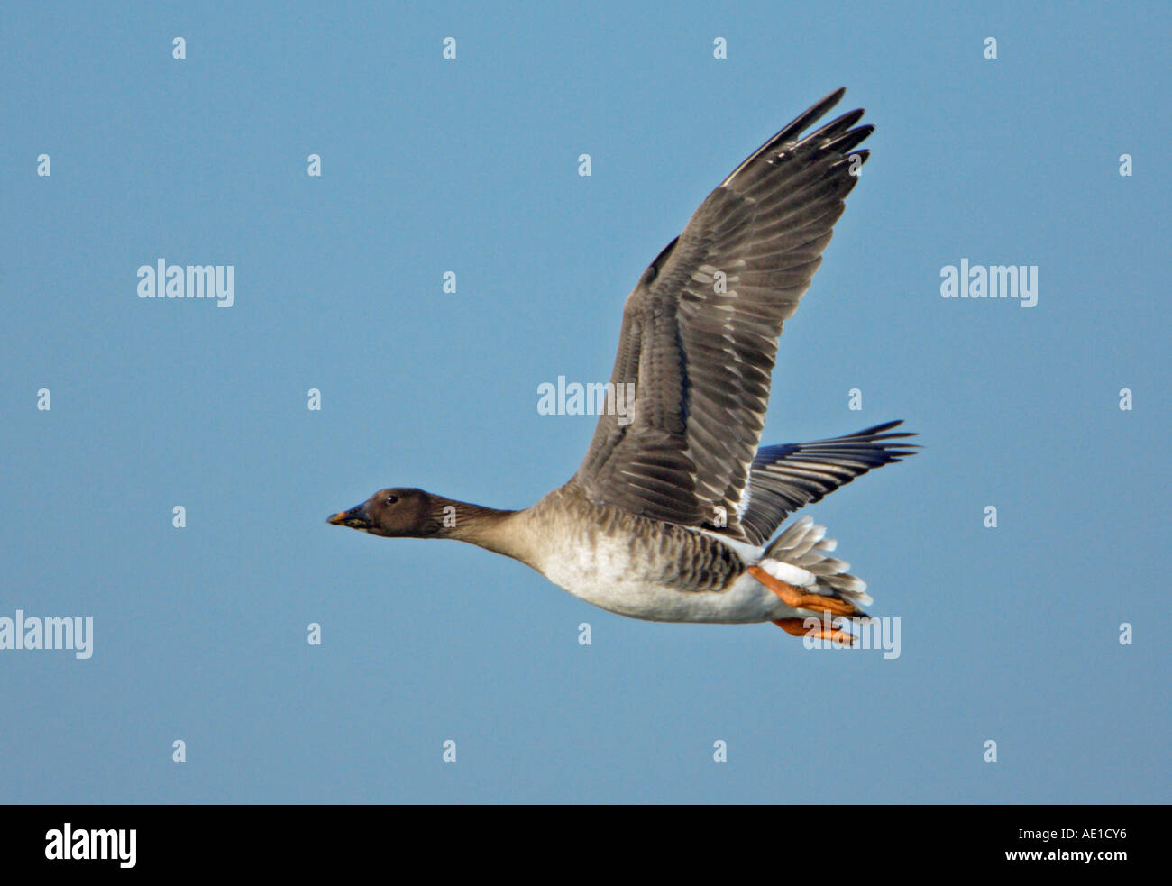 Bean Goose Anser fabalis Stock Photo - Alamy