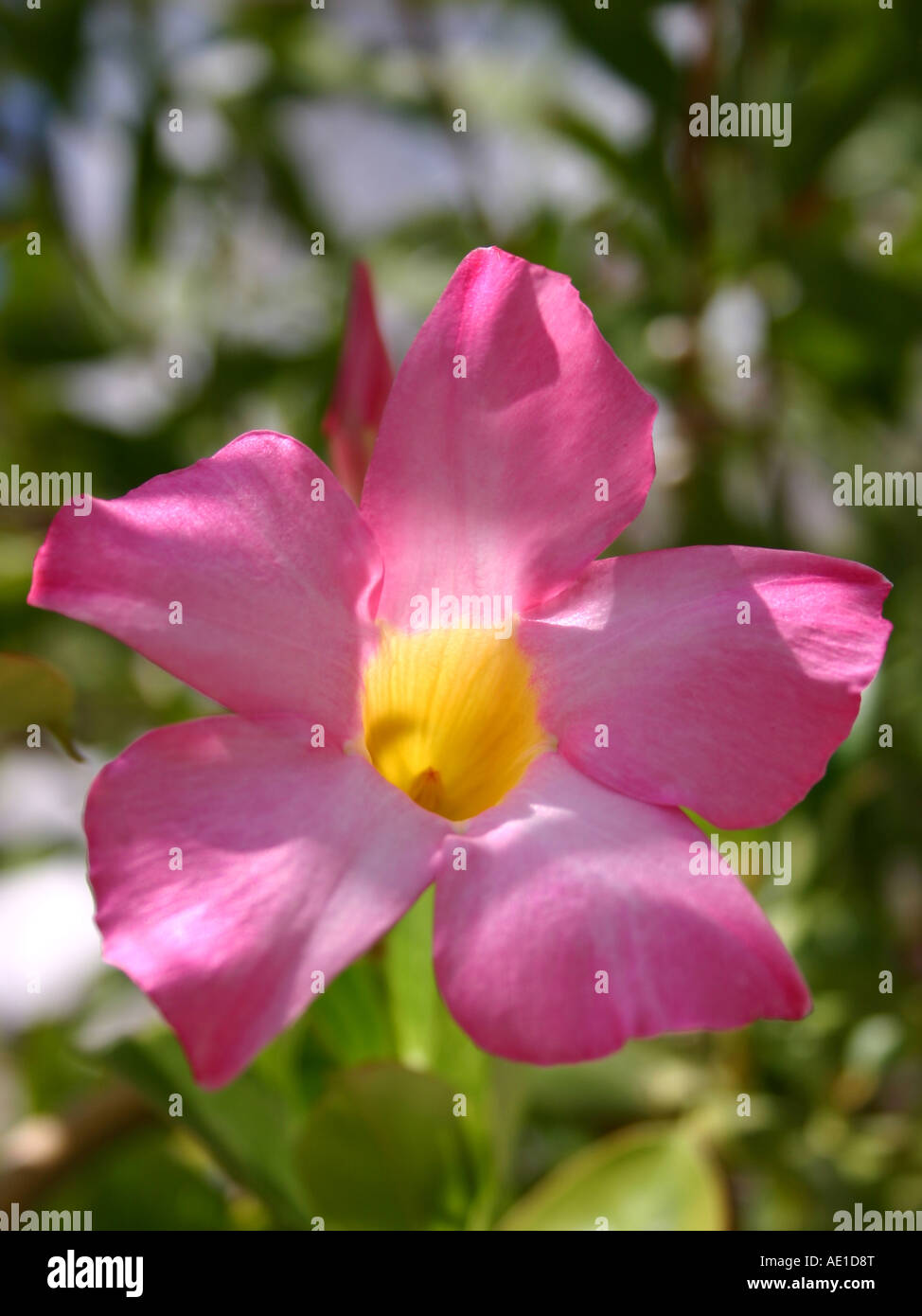 pink spanish flower Stock Photo - Alamy