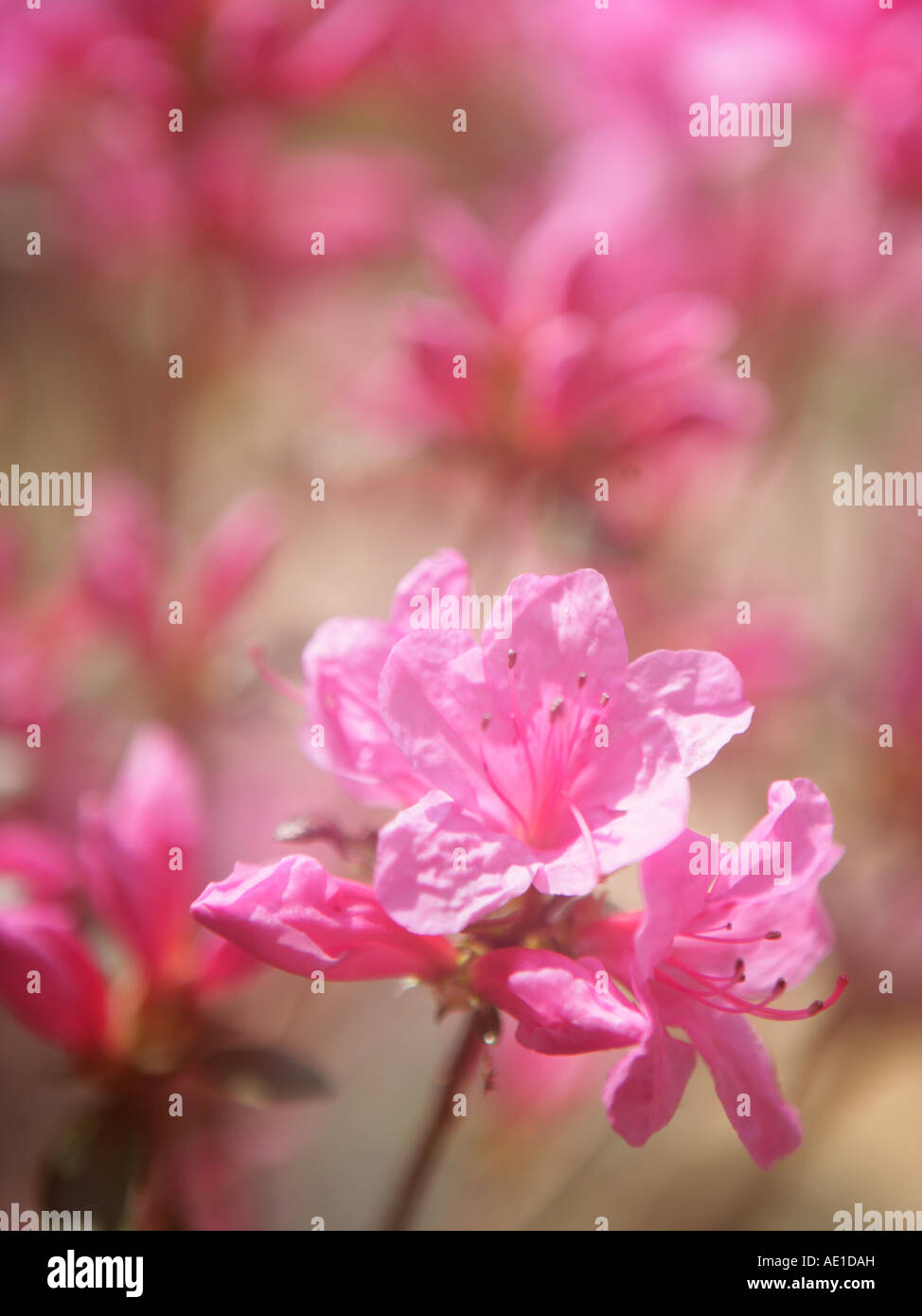 pink flowering shrub Stock Photo - Alamy