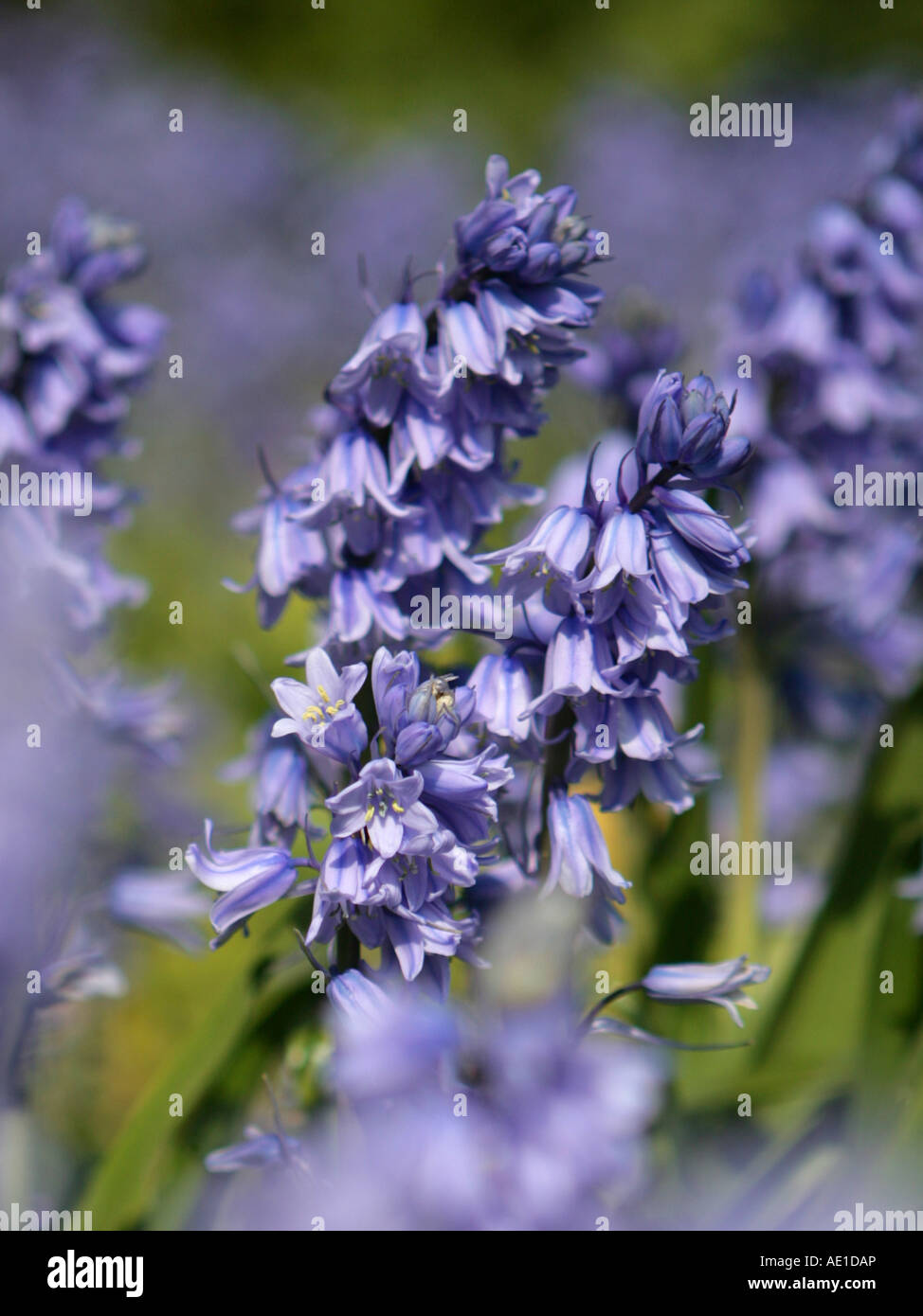 field of blue bells Stock Photo - Alamy