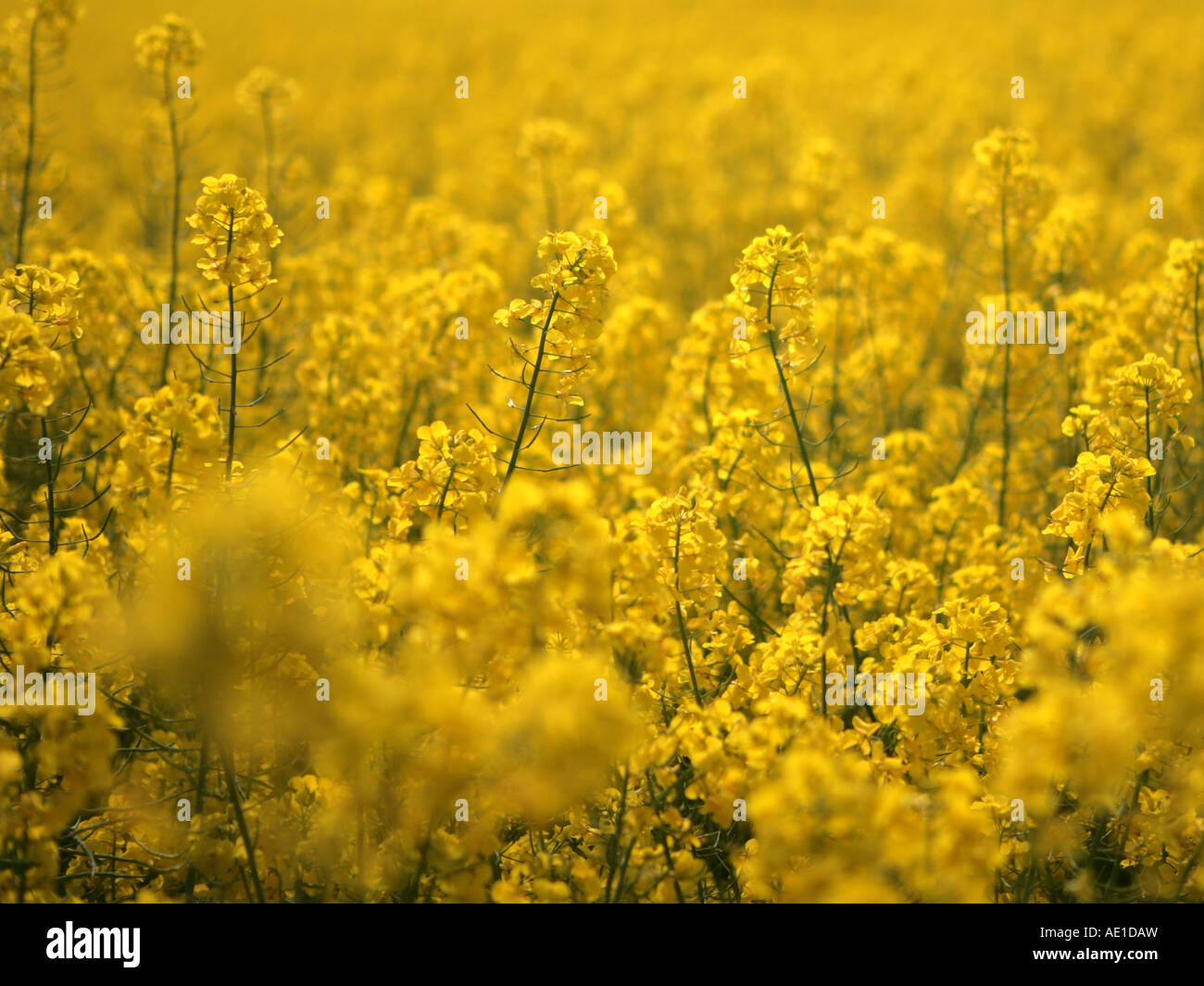 field of yellow rape seed Stock Photo - Alamy