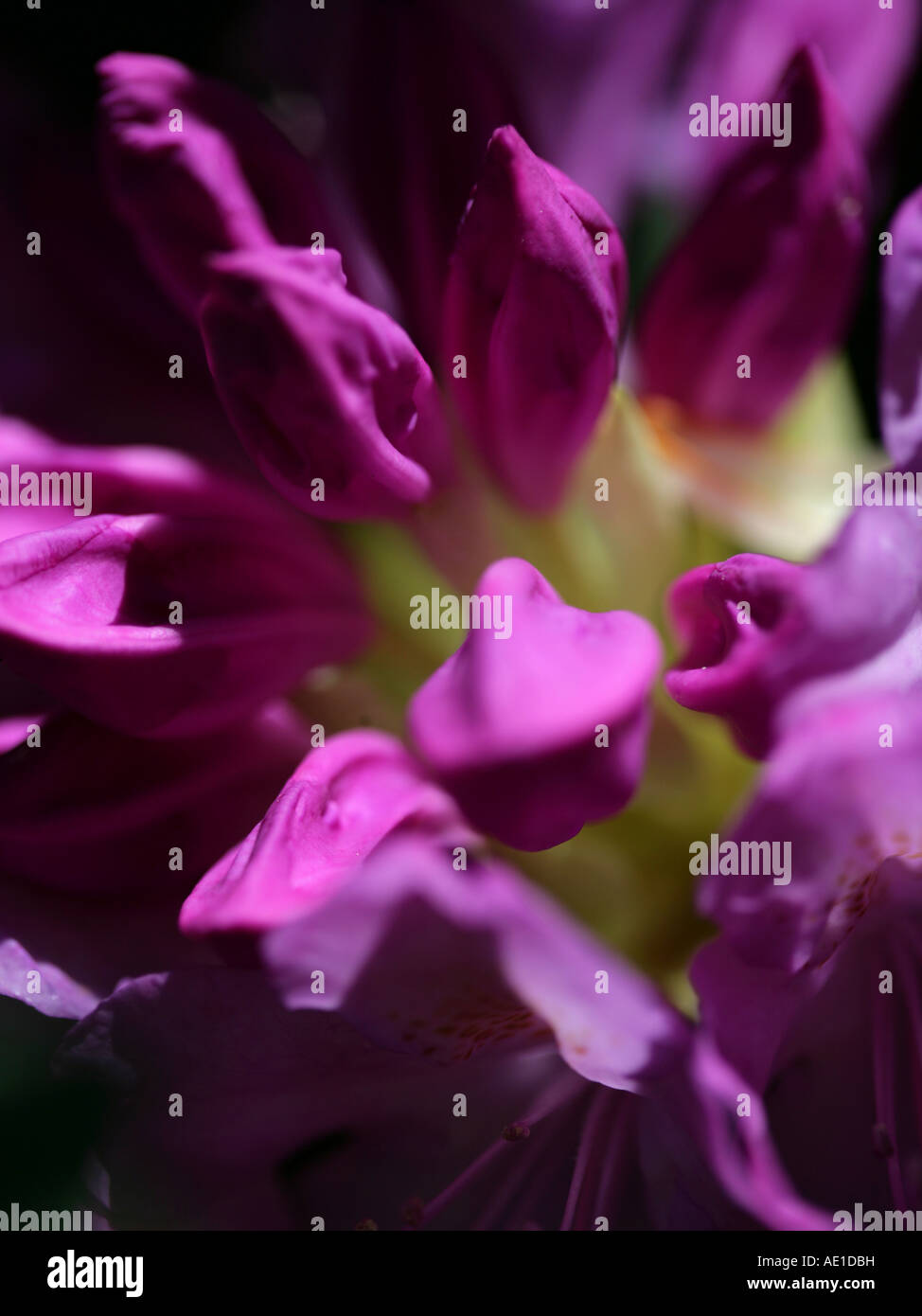 Frilly petal hi-res stock photography and images - Alamy