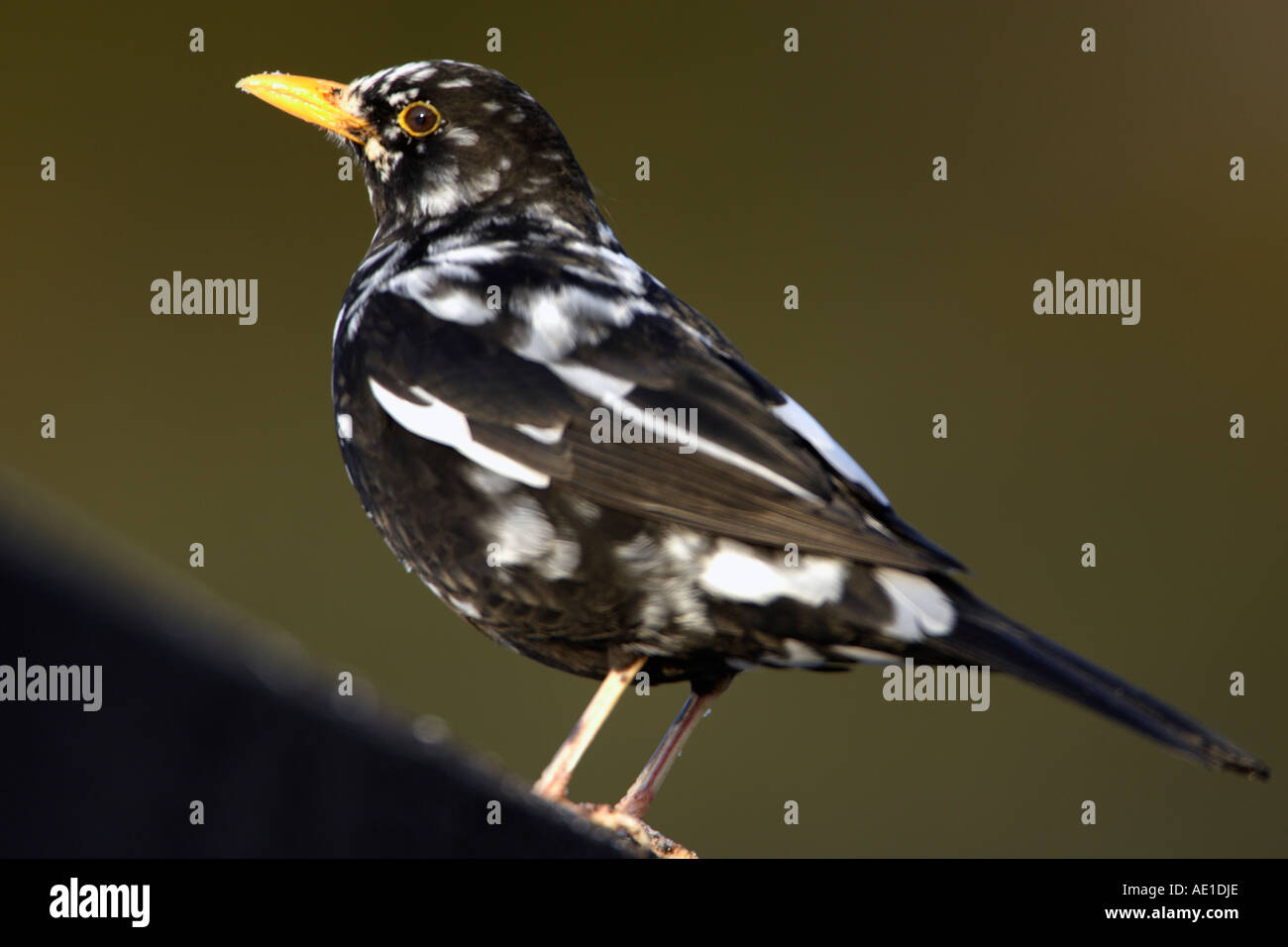 Blackbird albino turdus merula hi-res stock photography and images - Alamy