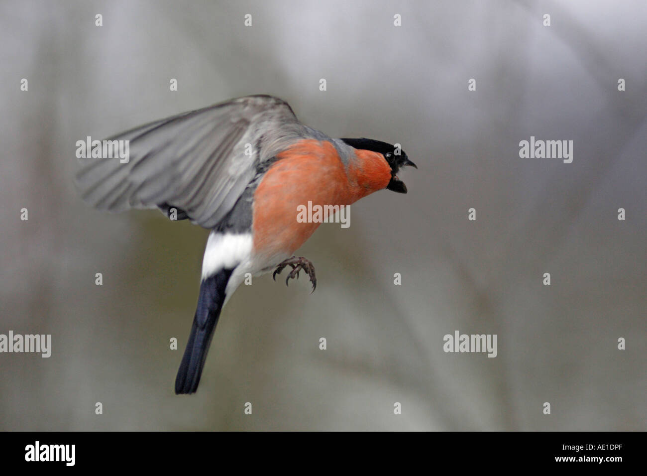 Flying male bullfinch hi-res stock photography and images - Alamy