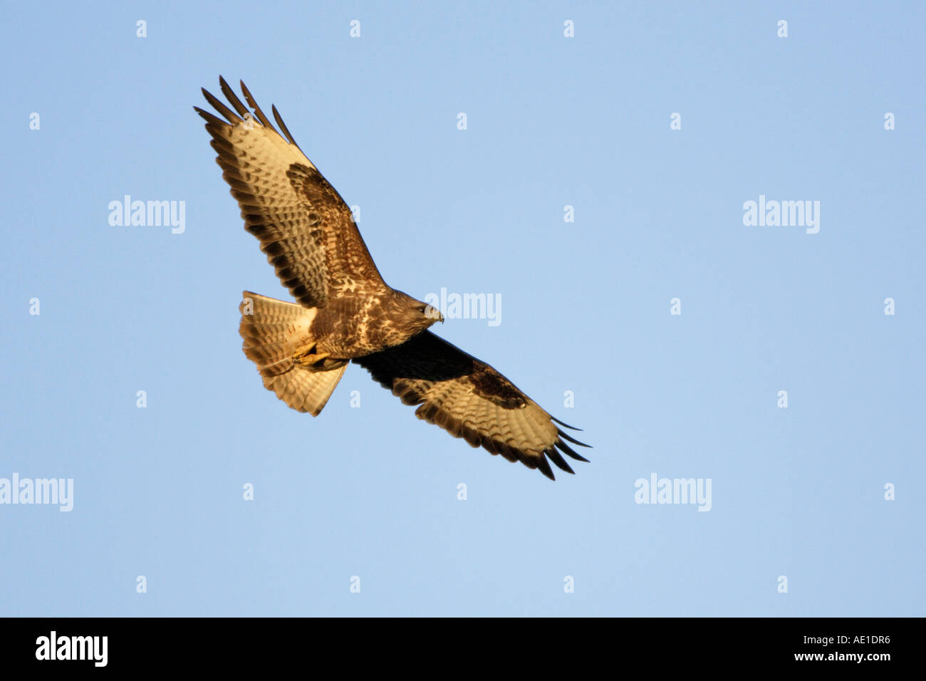 Soaring buzzard buteo hi-res stock photography and images - Alamy