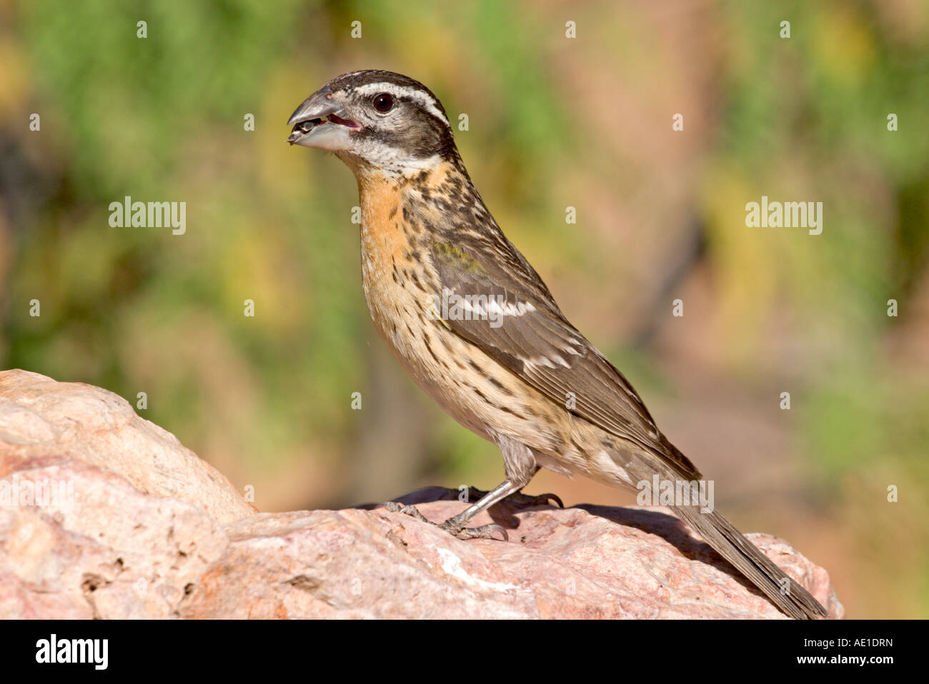 Female black headed grosbeak hi-res stock photography and images - Alamy