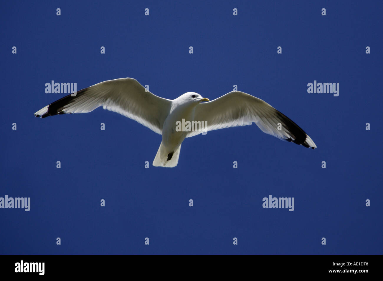 Common Gull Larus canus Stock Photo - Alamy