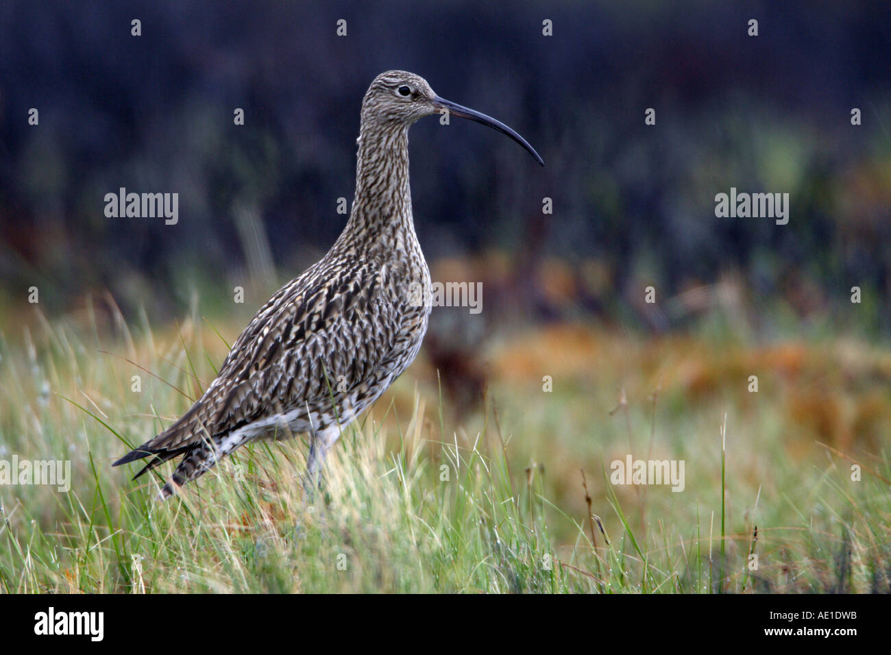 Black curlew hi-res stock photography and images - Alamy