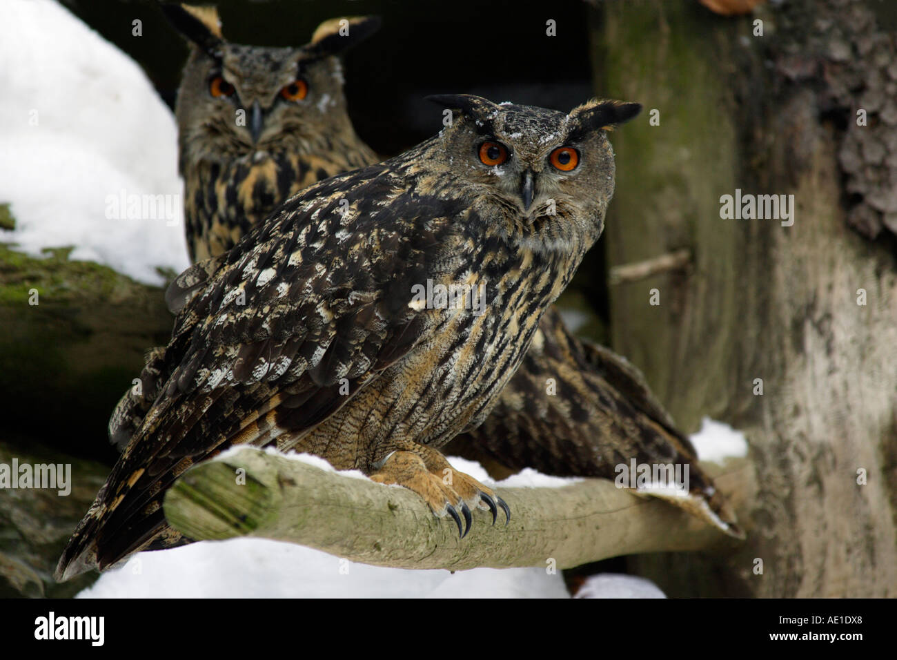 Largebeige hi-res stock photography and images - Alamy