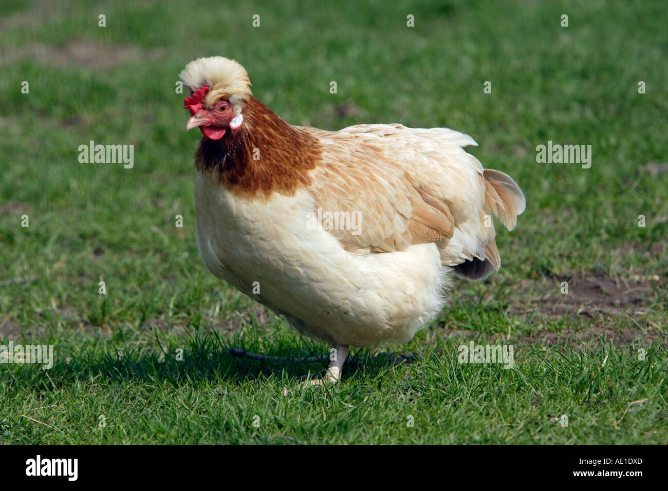 Hen with crest hi-res stock photography and images - Alamy