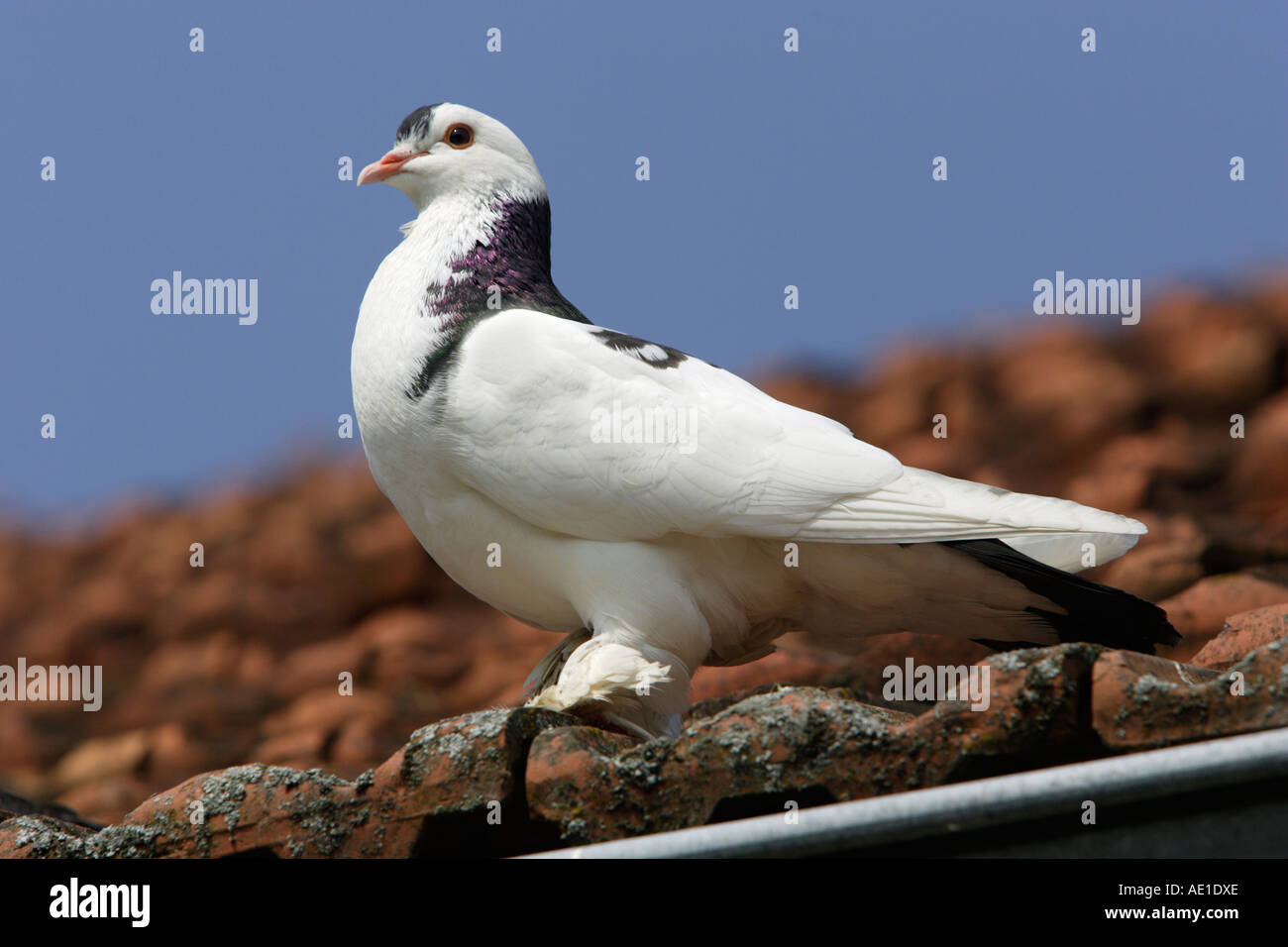 Fancy pigeon hi-res stock photography and images - Alamy