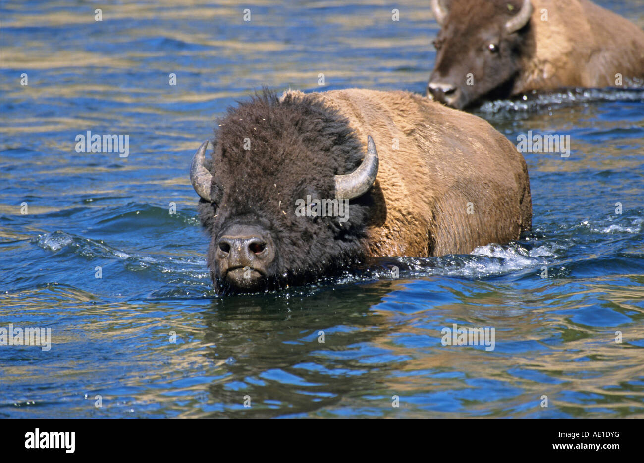 Bison Bison bison buffalo Bison swimming across a river with a ...