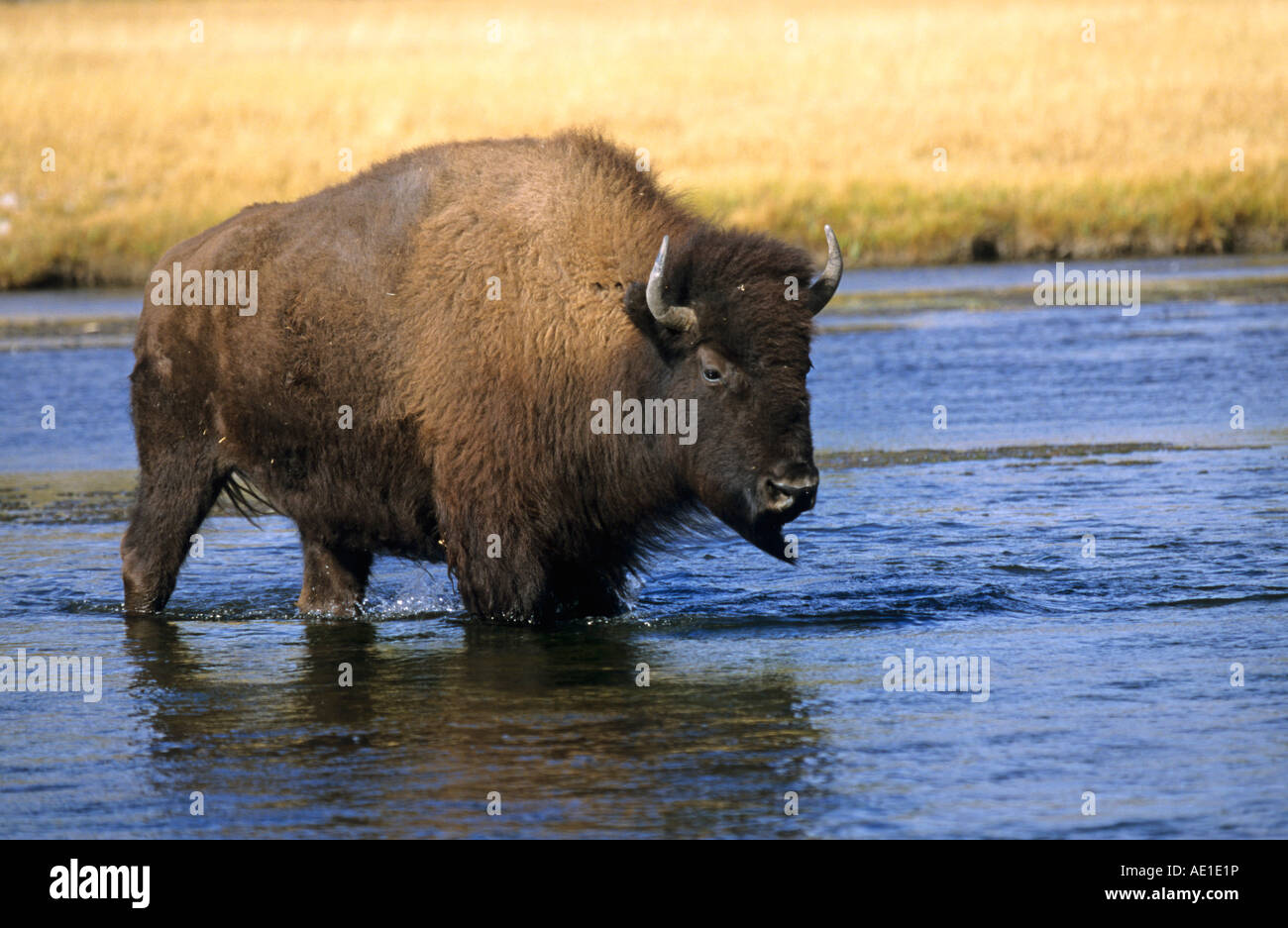 Bison Bison bison buffalo Bison wading across a river with a reflection ...