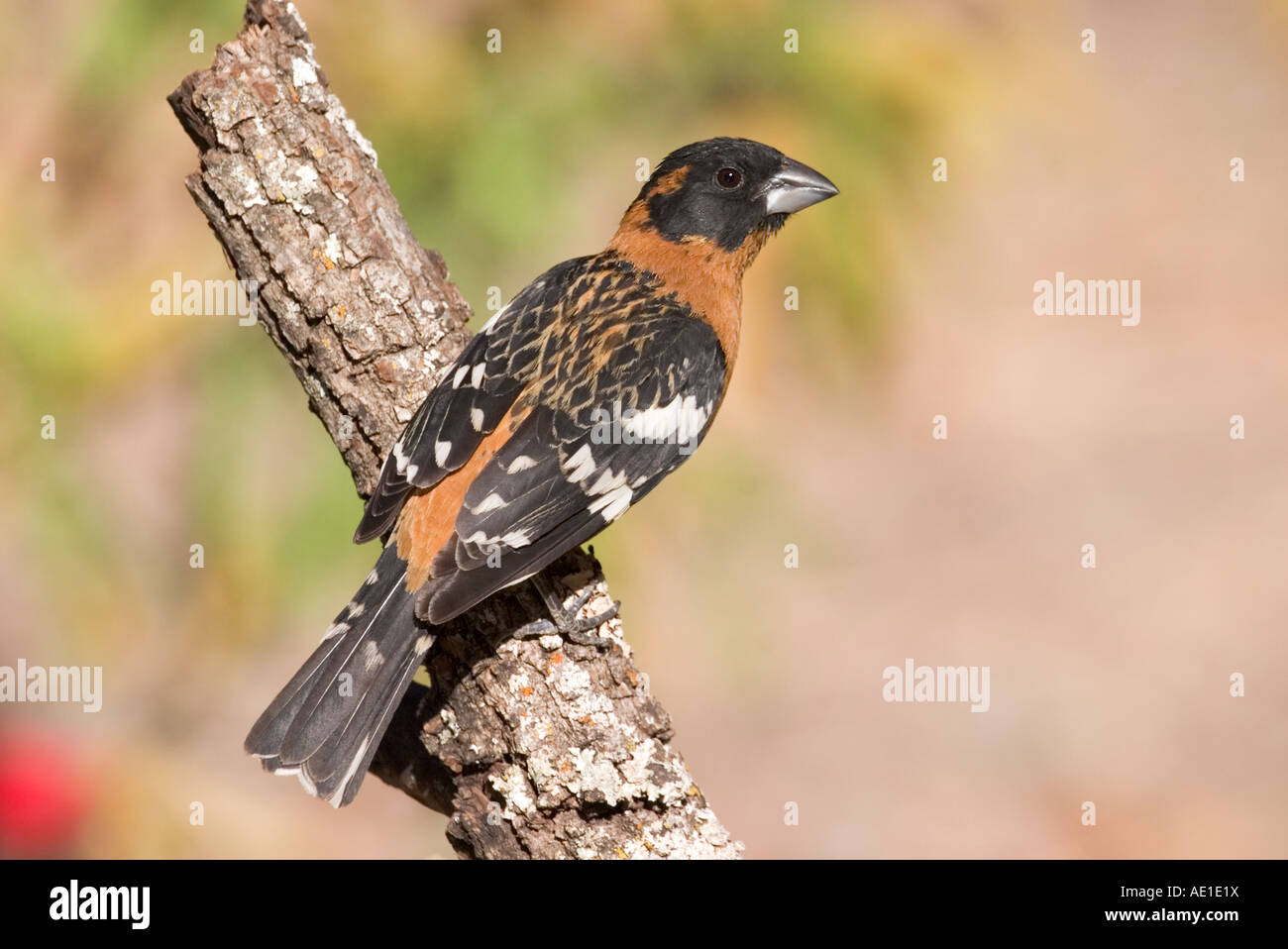 Black-headed Grosbeak Pheucticus melanocephalus Chiricahua Mountains ...