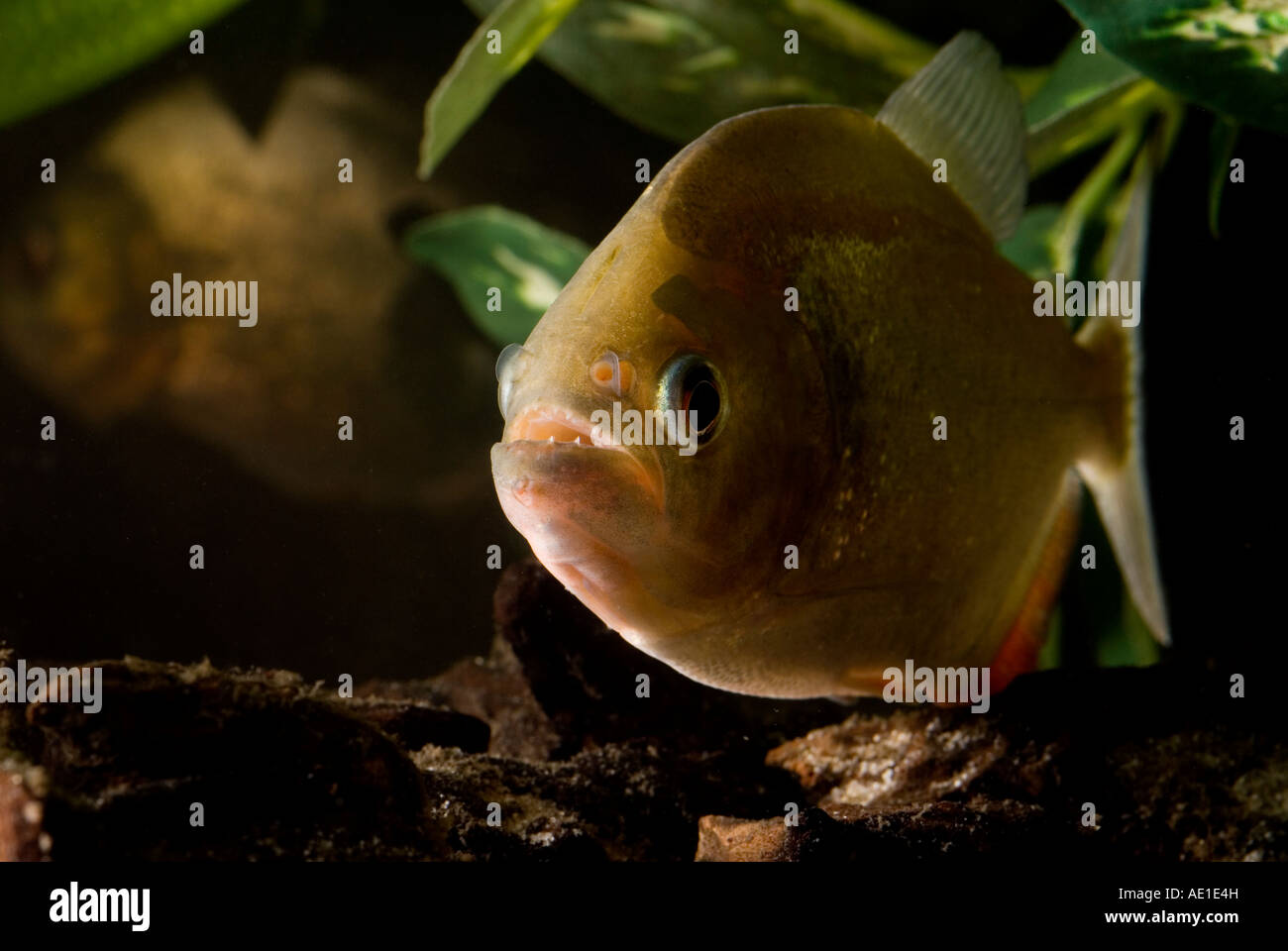 RED BELLIED PIRANHA Pygocentrus nattereri Stock Photo - Alamy