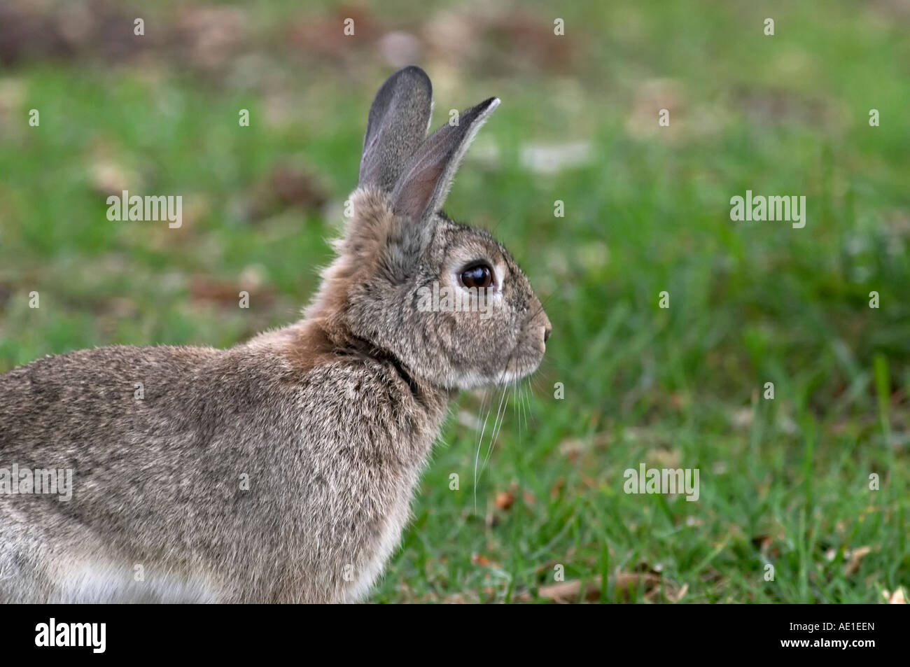 European Wild Rabbit Oryctolagus cuniculus Stock Photo - Alamy
