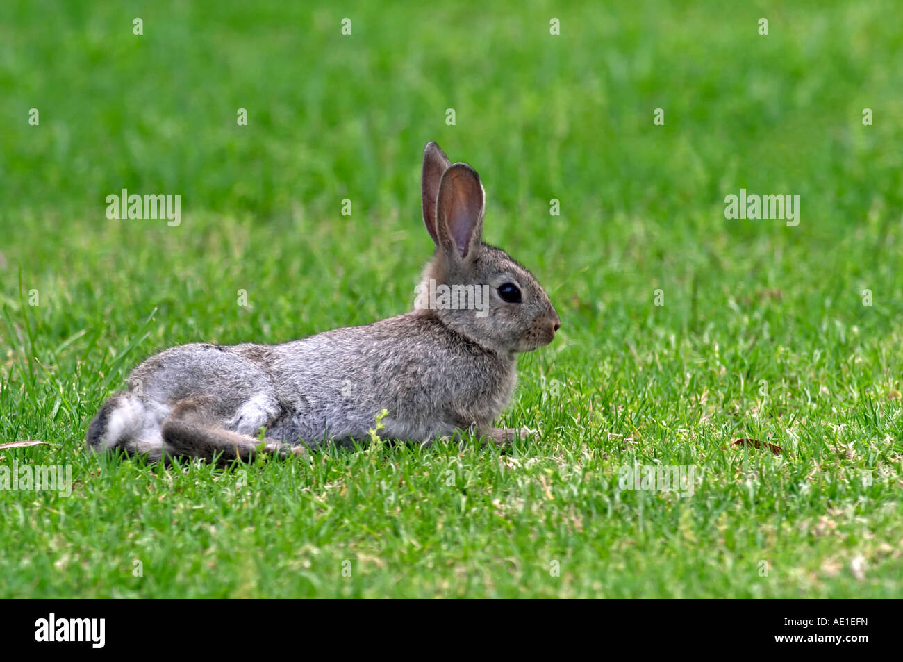 Feral rabbit australia hi-res stock photography and images - Alamy