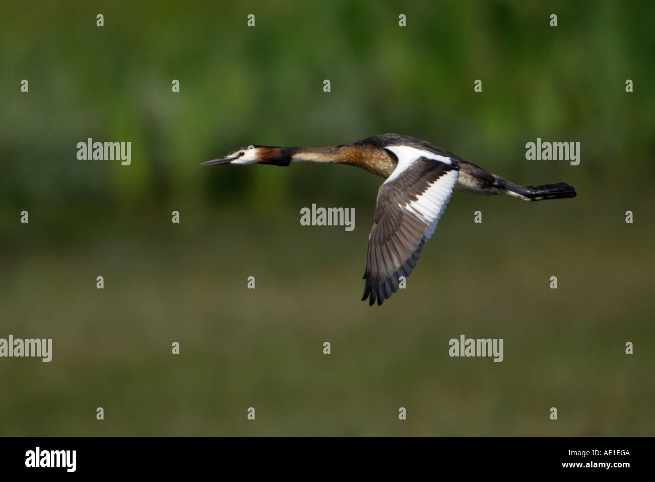 Grebe feet hi-res stock photography and images - Alamy