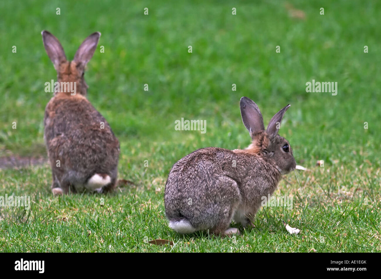 European wild rabbit australia hi-res stock photography and images - Alamy
