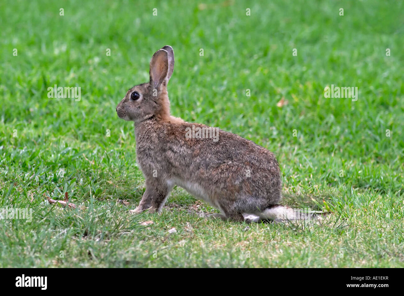 Feral rabbit australia hi-res stock photography and images - Alamy